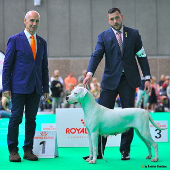 ARG FACA - Dog Argentino puppies for sale, Best Dog Argentino breeder